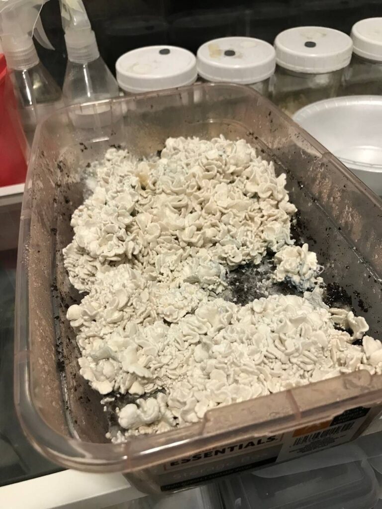 Unleash the Power of Enigma Mushroom - Shop Online for Health!