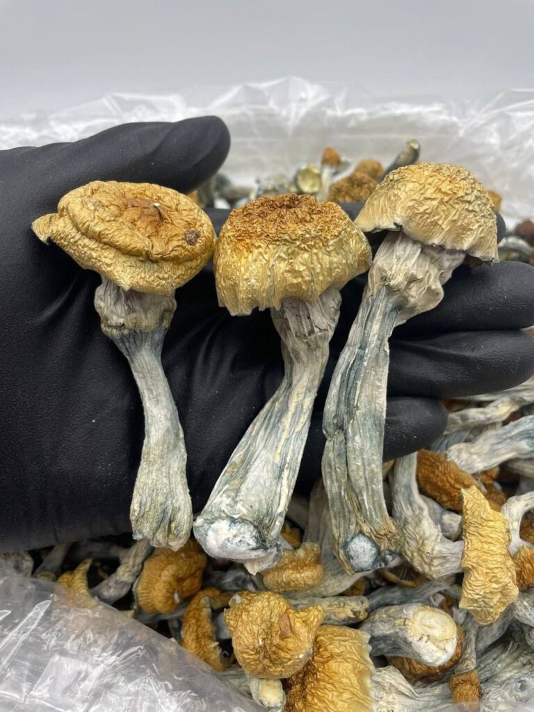 Unveiling the Essence: A Comprehensive Guide to Dried Mushrooms ...